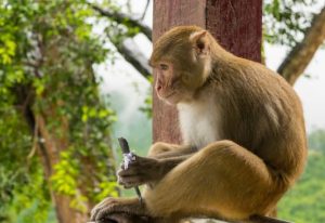 Where is it Legal to Own a Monkey? – Law Track